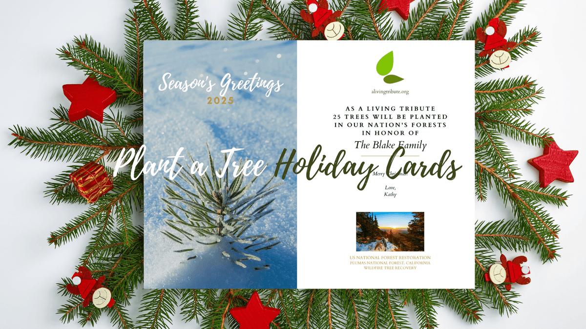 Plant-a-Tree Holiday Cards: A Living Tribute's Holiday Gift Guide | A ...