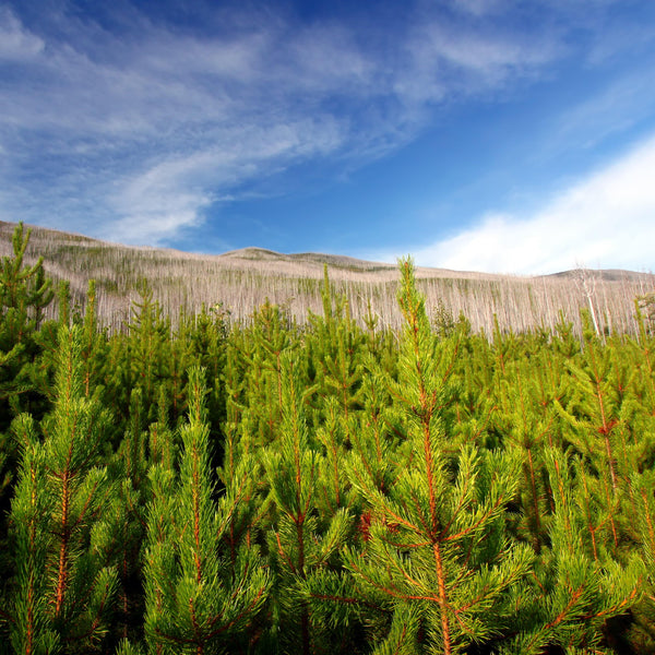 Tree Planting in a US National Forest with Mailed Commemorative Card ...