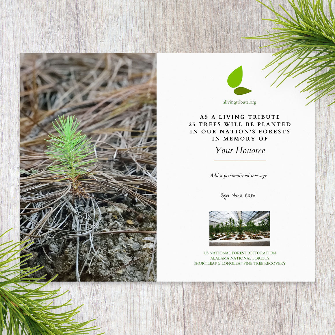 Plant a Tree for Someone in Alabama - Memorial & Tribute Trees | A ...