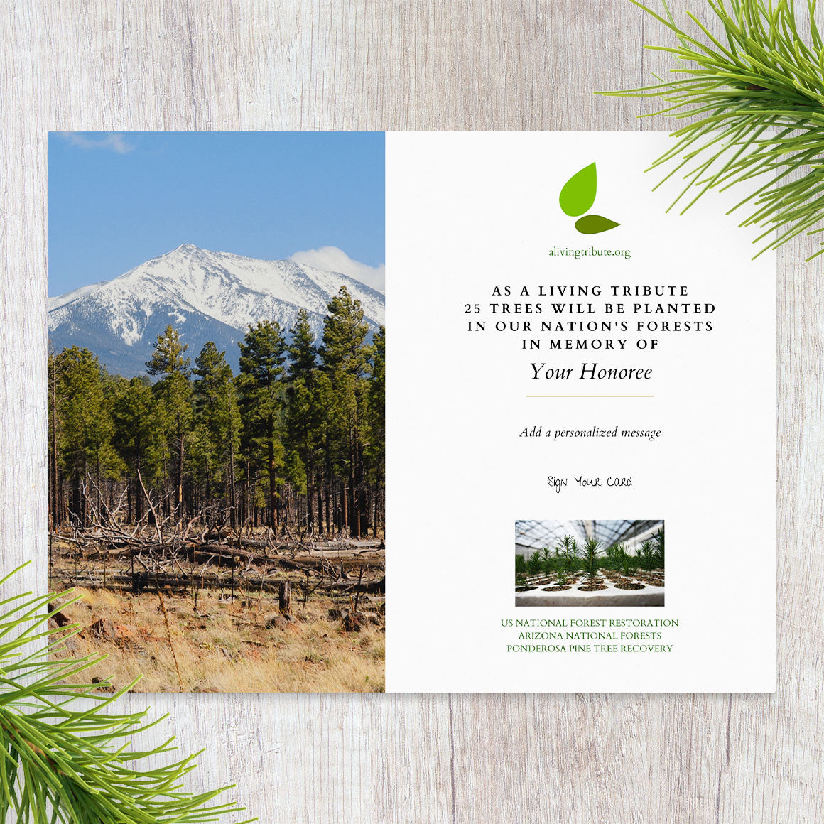 Plant a Tree for Someone in Arizona - Memorial & Tribute Trees | A ...