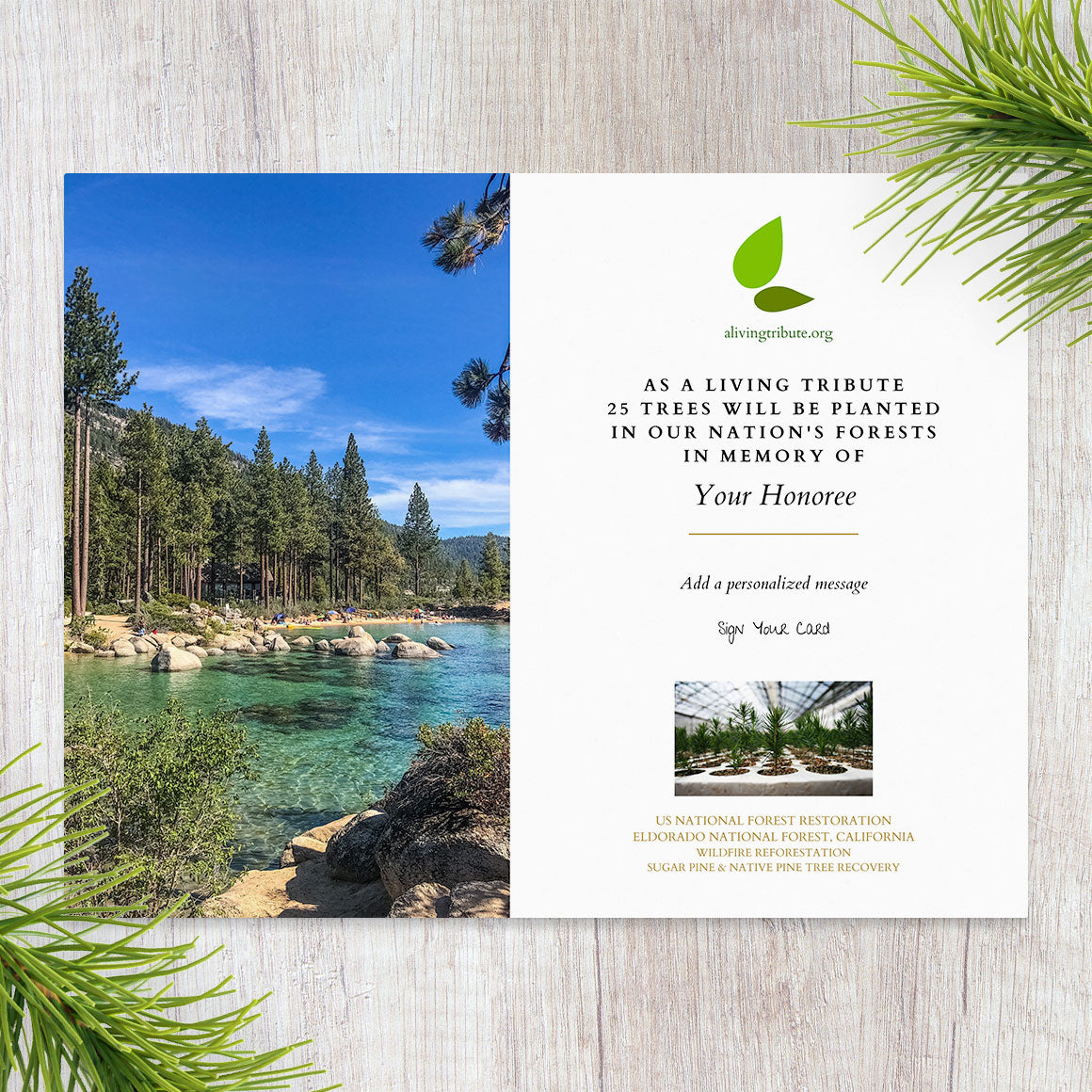 Plant a Tree by State or Region | A Living Tribute
