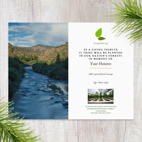 Plant a Tree in Honor or Memory in a California National Forest - A Li ...