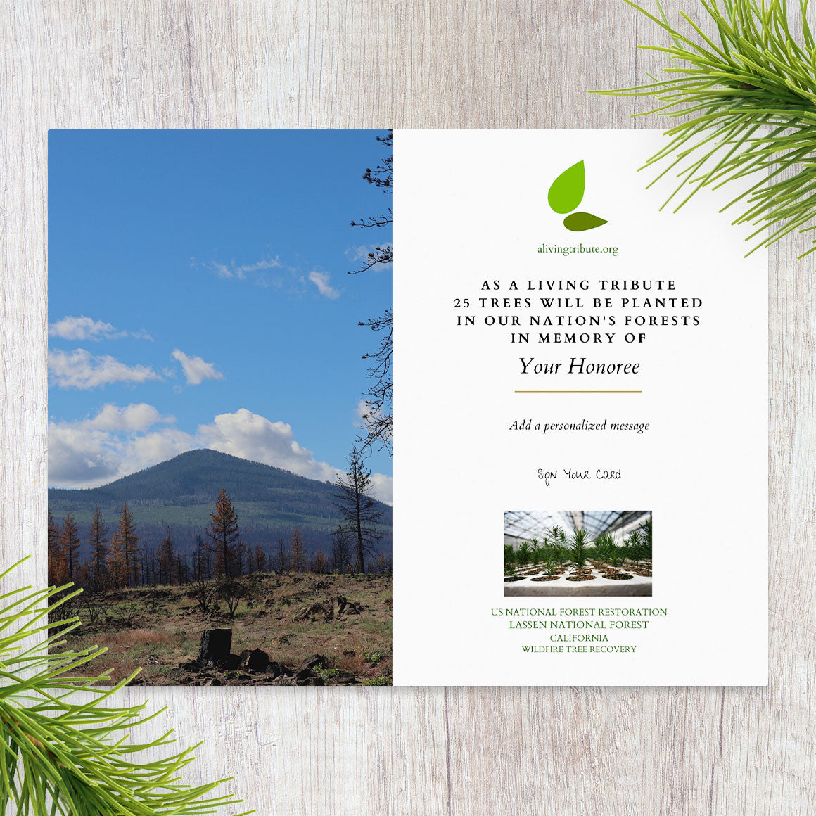 Plant a Tree in Honor or Memory in a California National Forest - A Li ...