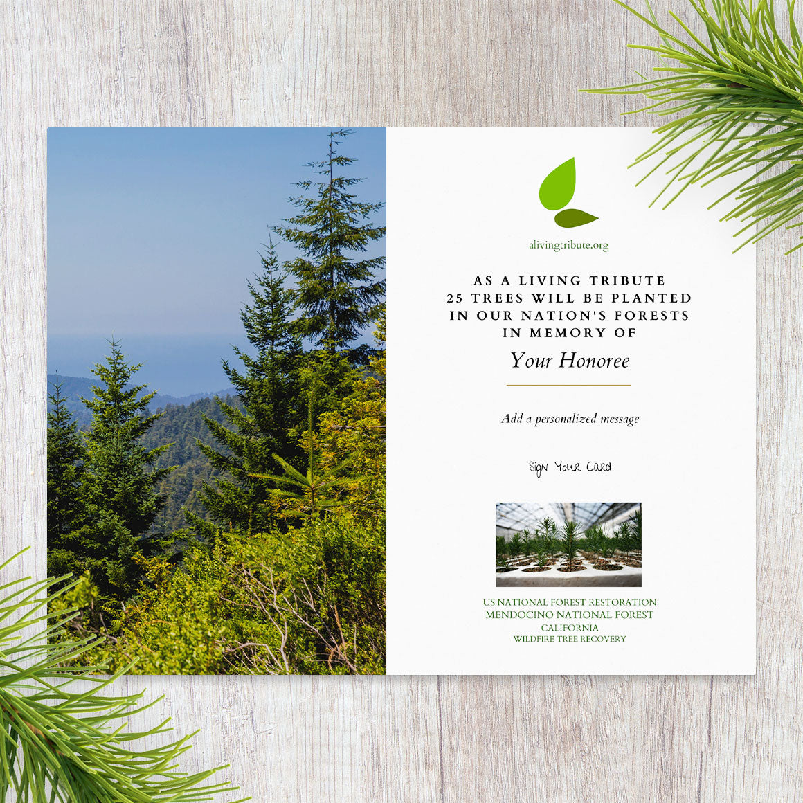 Plant a Tree in Honor or Memory in a California National Forest - A Li ...