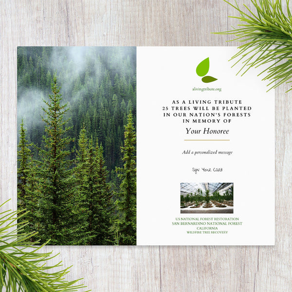 Plant a Tree in Honor or Memory in a California National Forest - A Li ...