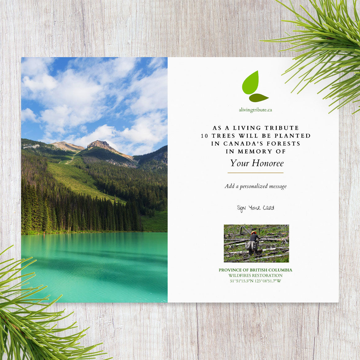 Plant a Tree in Canada with Mailed Commemorative Card | A Living Tribute