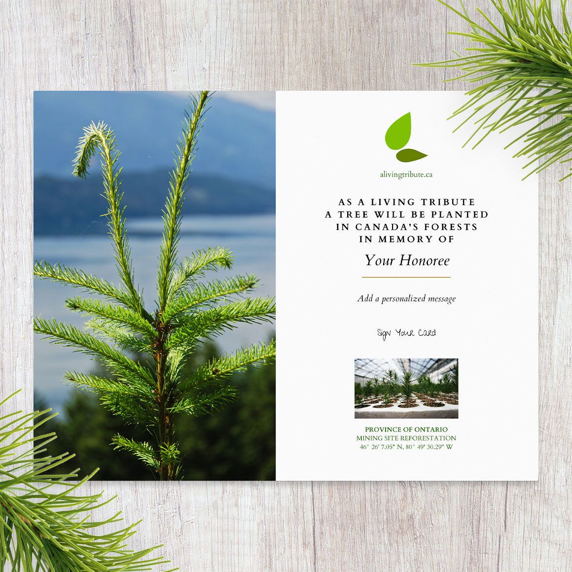 Plant a Tree in Canada with Mailed Commemorative Card | A Living Tribute