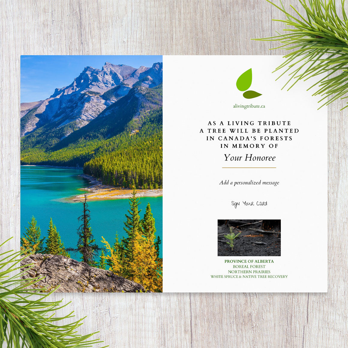 Plant a Tree in Canada with Mailed Commemorative Card | A Living Tribute