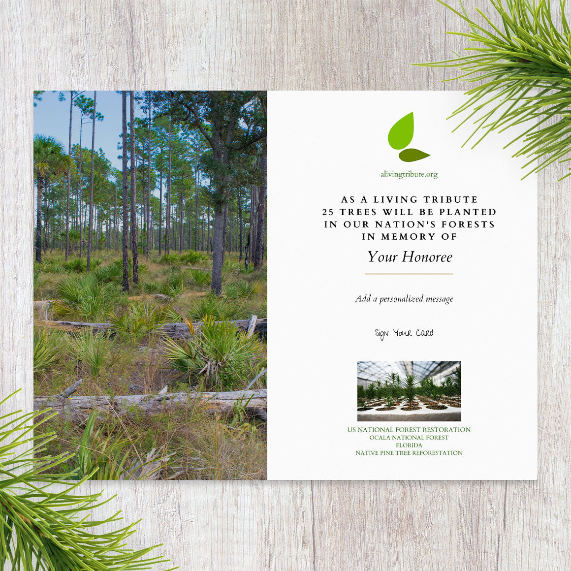 Plant a Tree in Florida - Memorial Trees & Tribute Trees | A Living Tribute