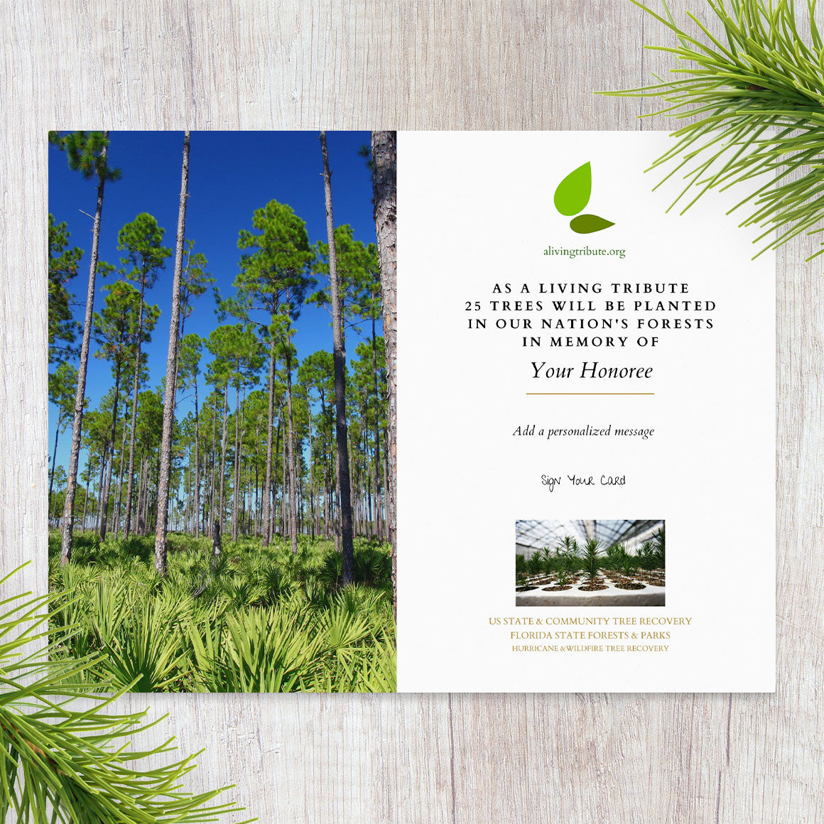 Plant a Tree in Florida - Memorial Trees & Tribute Trees | A Living Tribute