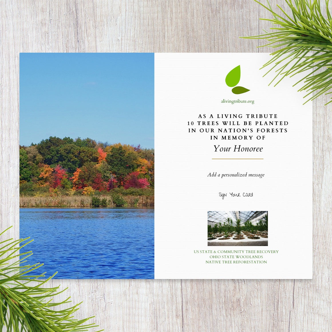 Plant a Tree for Someone in Ohio - Memorial & Tribute Trees | A Living ...