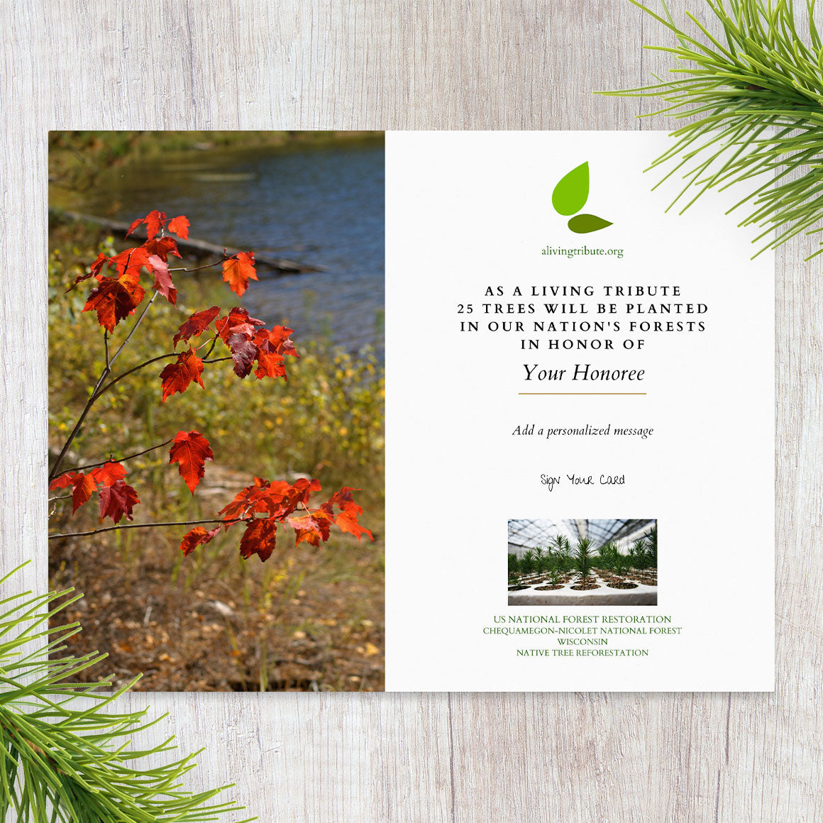 Plant a Tree for Someone in Wisconsin - Memorial & Tribute Trees | A ...