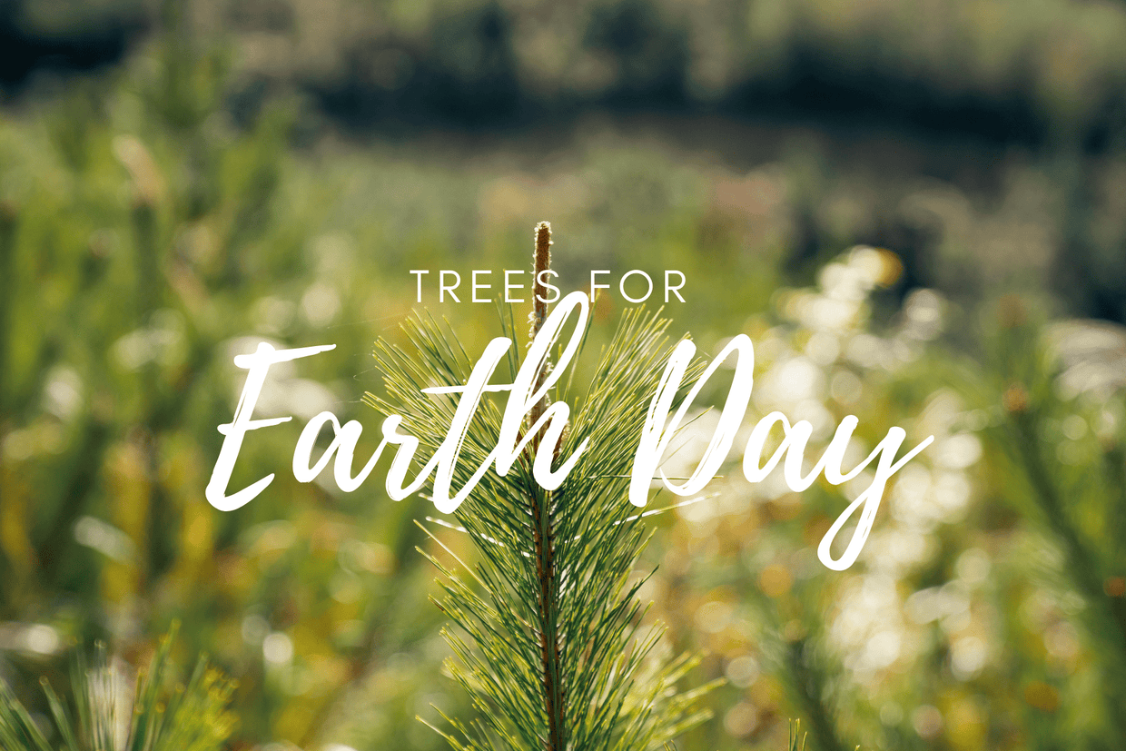 Plant a Tree for Earth Day 2026 - Eco-Friendly Gifts | A Living Tribute
