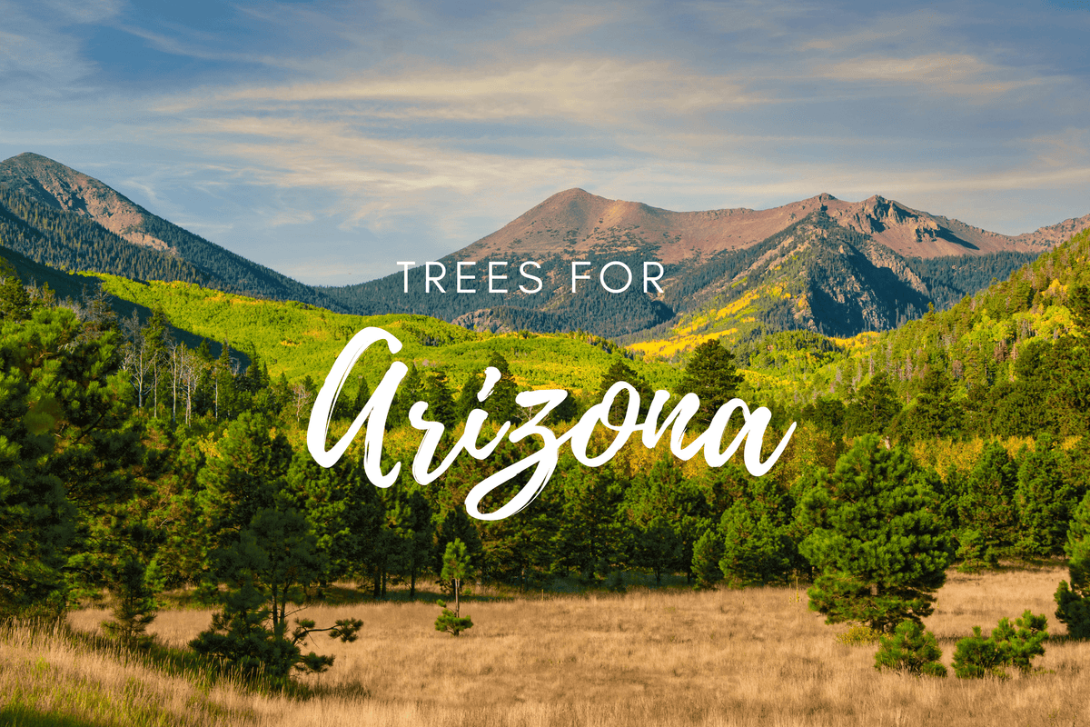 Plant a Tree for Someone in Arizona - Memorial & Tribute Trees | A ...