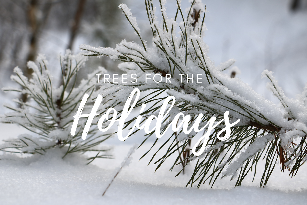 Plant a Tree Holiday Card | A Living Tribute