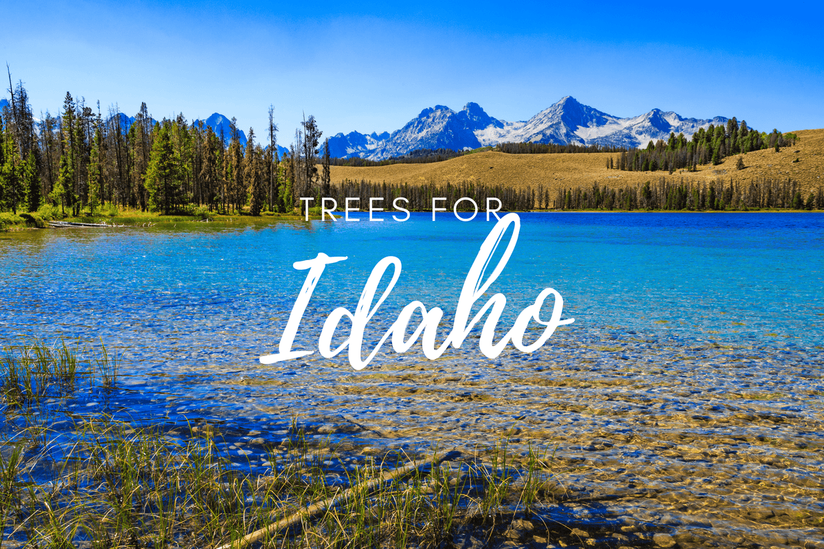 Plant a Tree for Someone in Idaho - Memorial & Tribute Trees | A Living ...