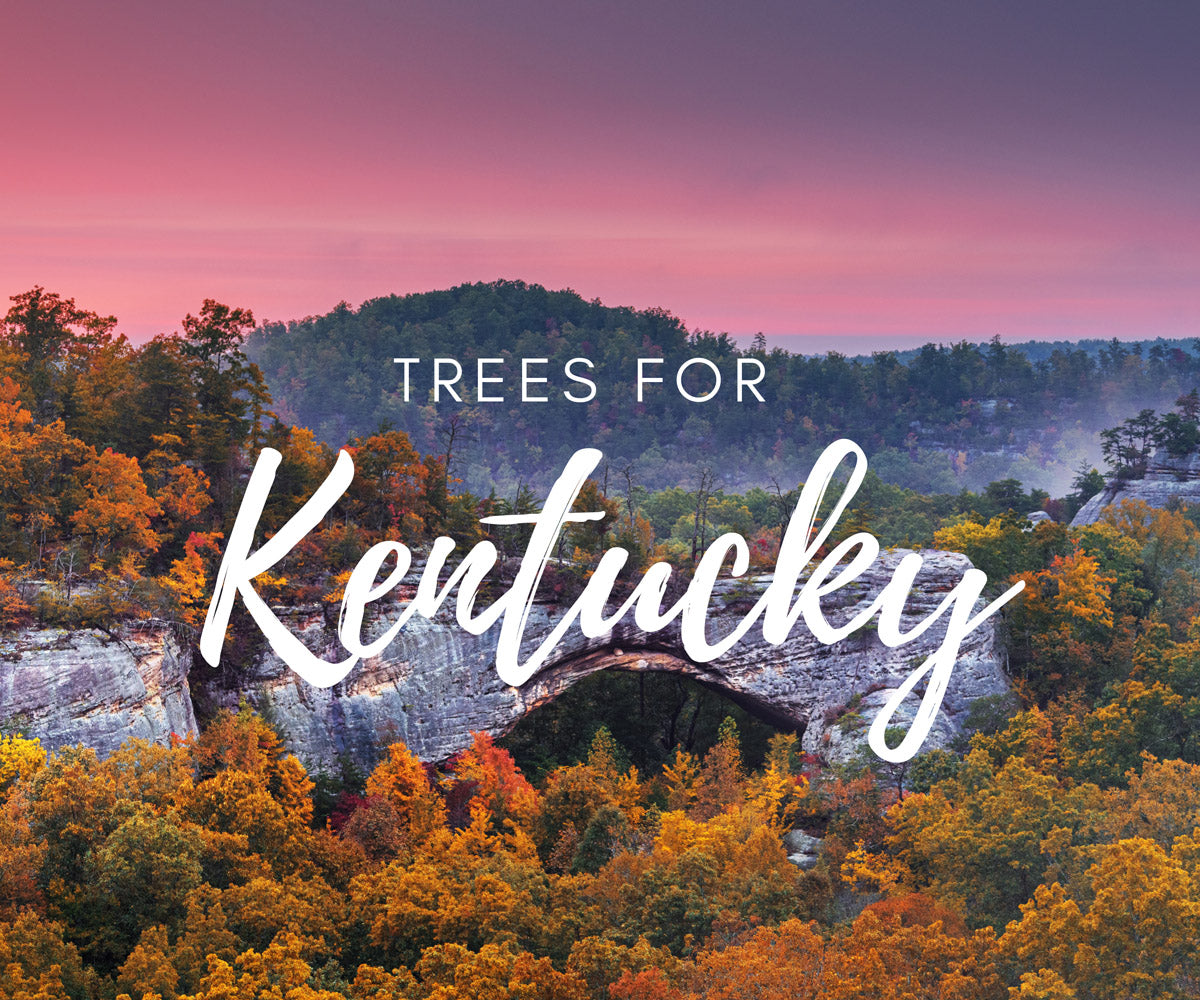 Plant a Tree for Someone in Kentucky - Memorial & Tribute Trees | A ...