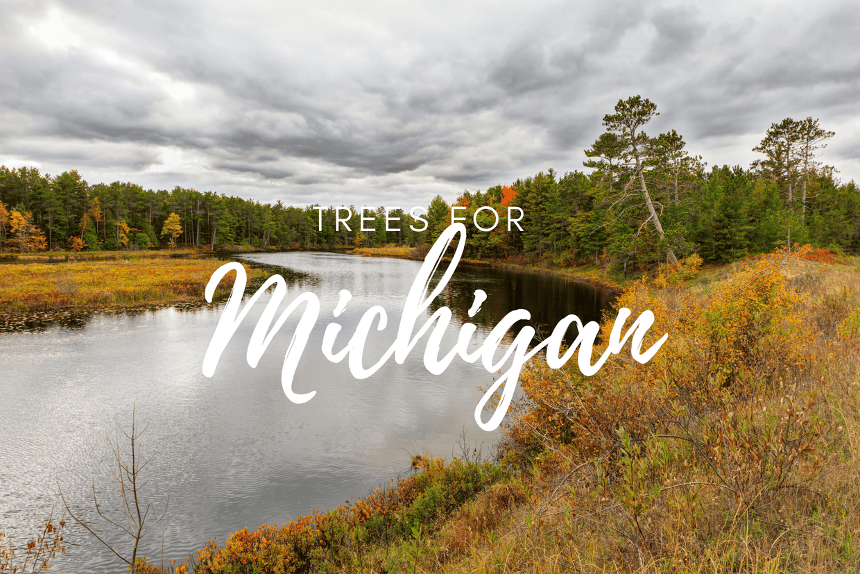 Plant a Tree for Someone in Michigan - Memorial & Tribute Trees | A ...
