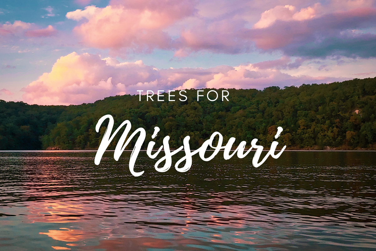 Plant a Tree for Someone in Missouri - Memorial & Tribute Trees | A ...