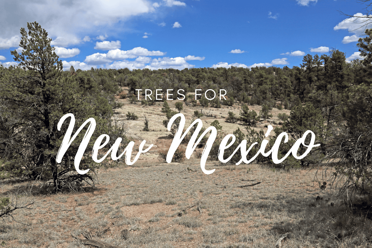 Plant a Tree for Someone in New Mexico - Memorial & Tribute Trees | A ...
