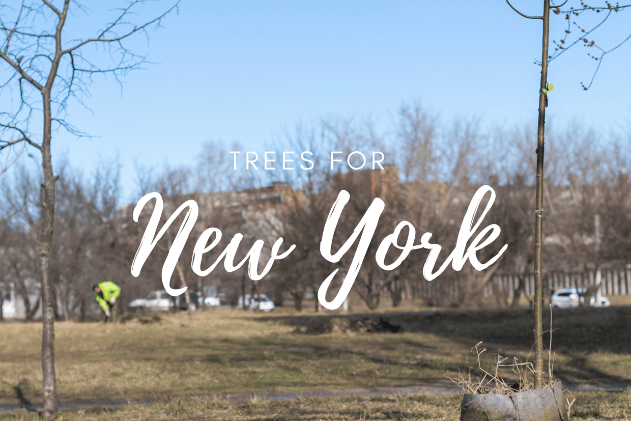 Plant a Tree for Someone in New York - Memorial & Tribute Trees | A ...