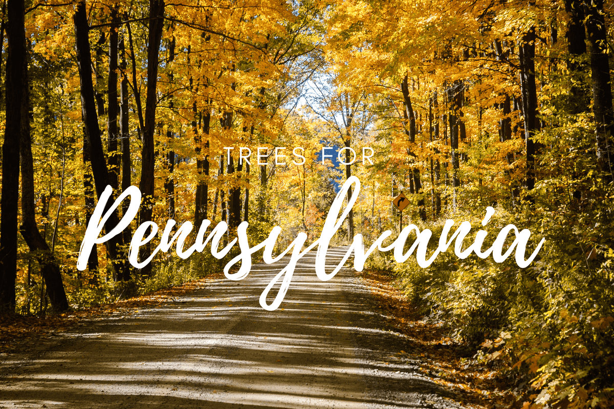 Plant a Tree for Someone in Pennsylvania - Memorial & Tribute Trees | A ...