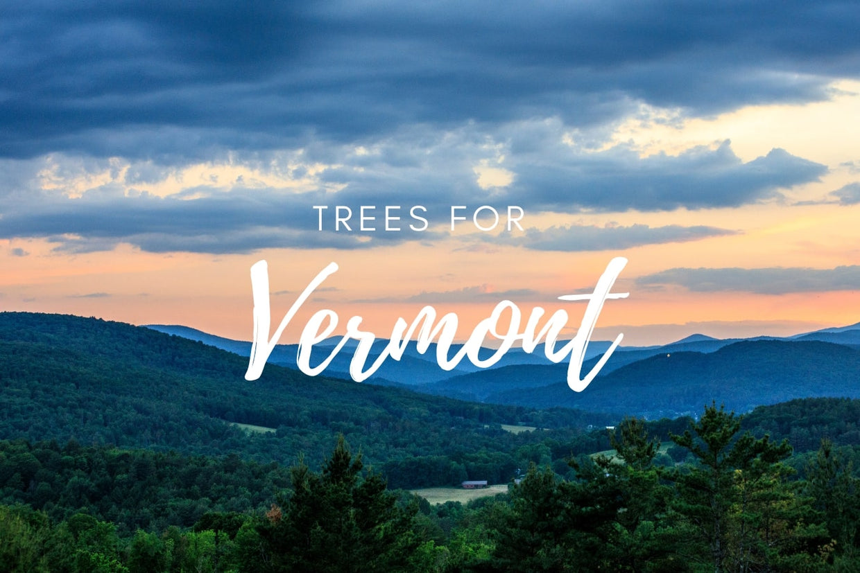 Plant a Tree for Someone in Vermont - Memorial & Tribute Trees | A ...