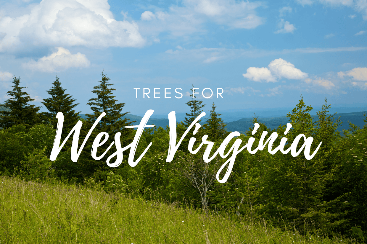 Plant a Tree for Someone in West Virginia - Memorial & Tribute Trees ...