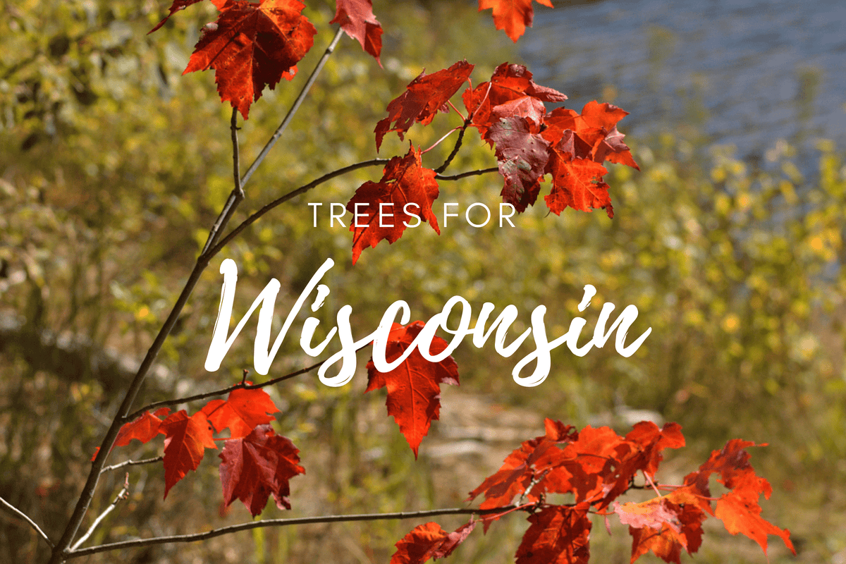 Plant a Tree for Someone in Wisconsin - Memorial & Tribute Trees | A ...