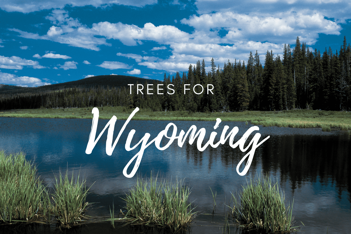 Plant a Tree for Someone in Wyoming - Memorial & Tribute Trees | A ...