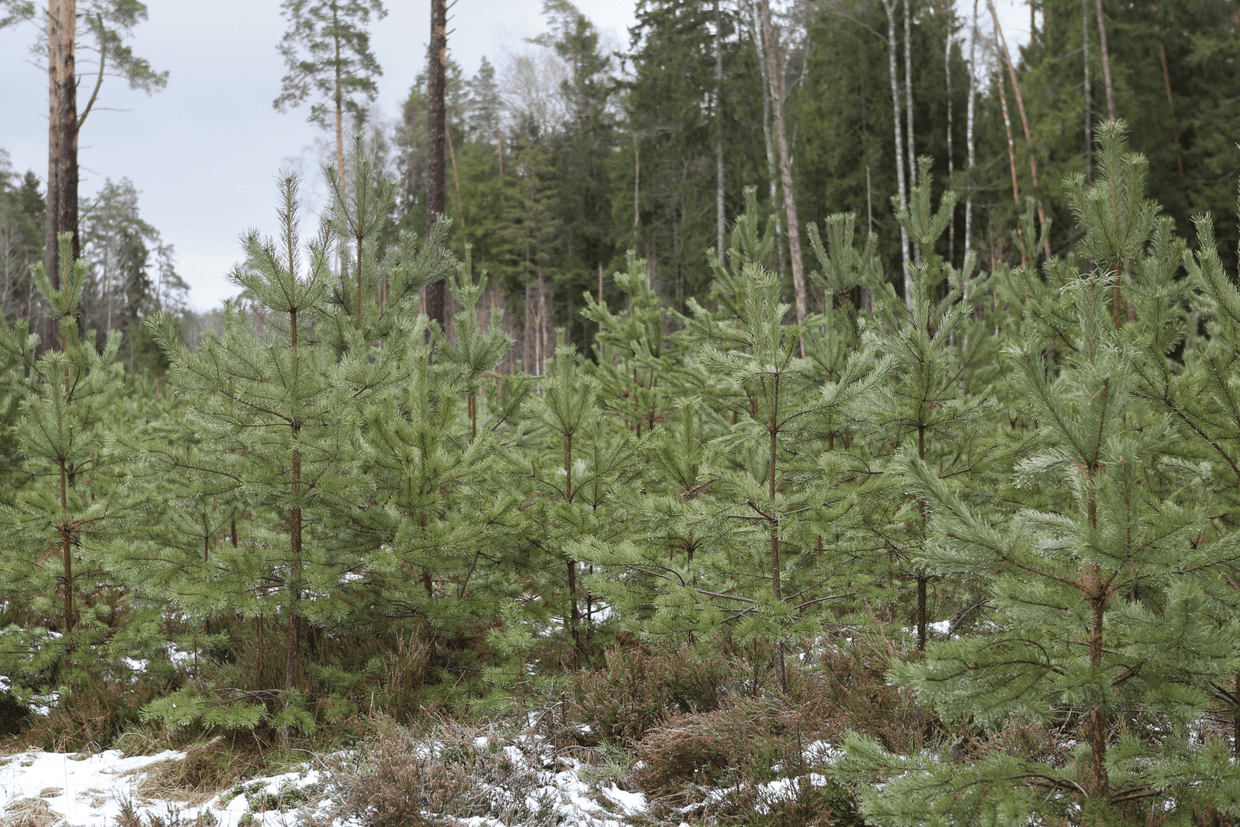 Plant a Tree for Someone in Tennessee - Memorial & Tribute Trees | A ...