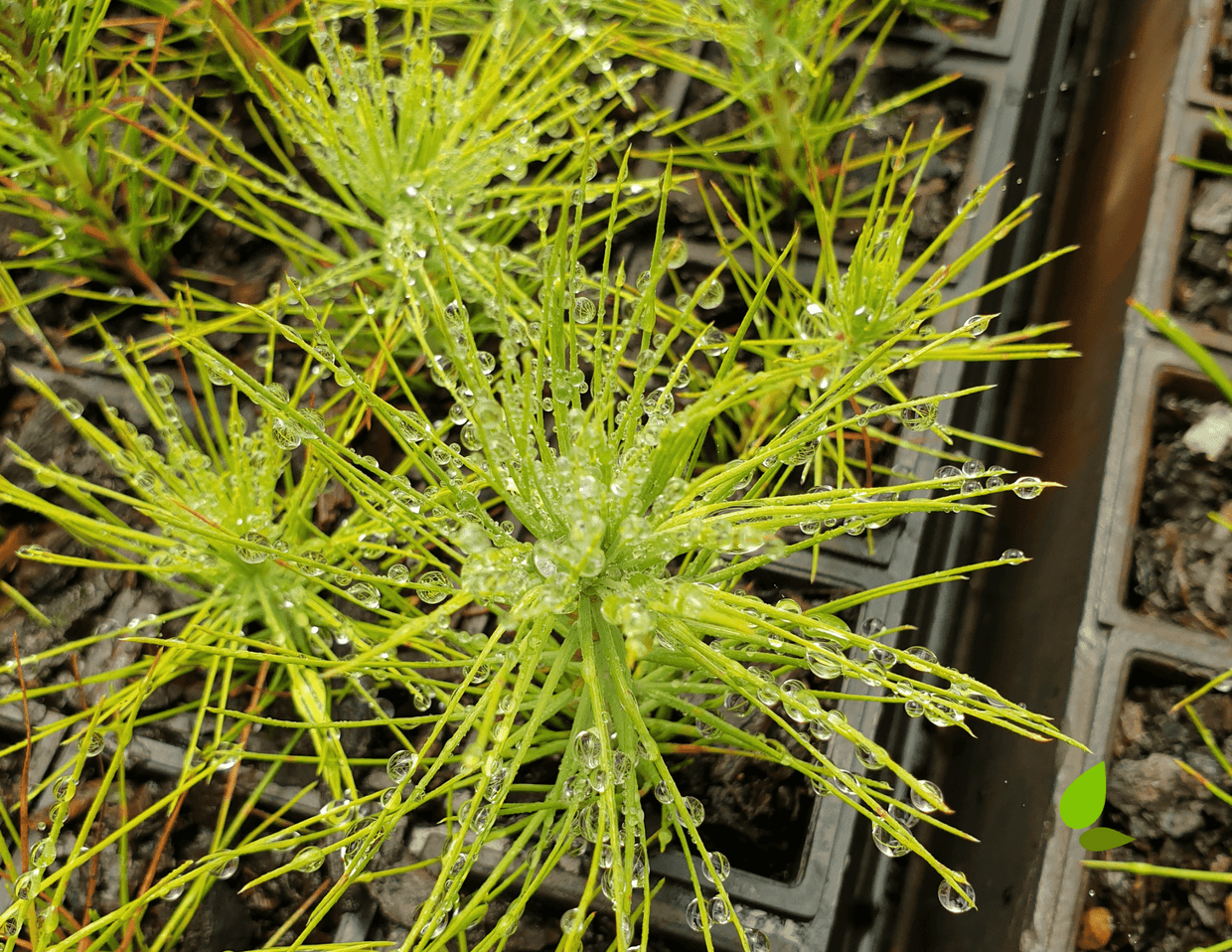 Plant a Tree for Someone in North Carolina - Memorial & Tribute Trees ...