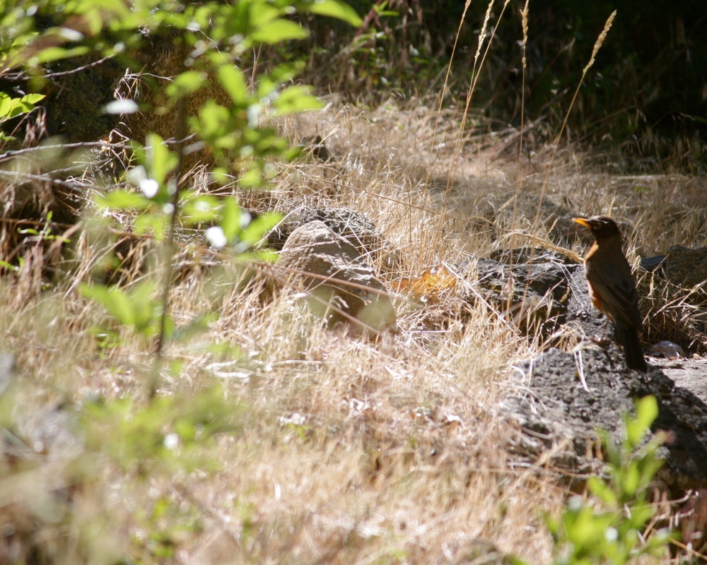 Plant a Tree for Someone in New York - Memorial & Tribute Trees | A ...