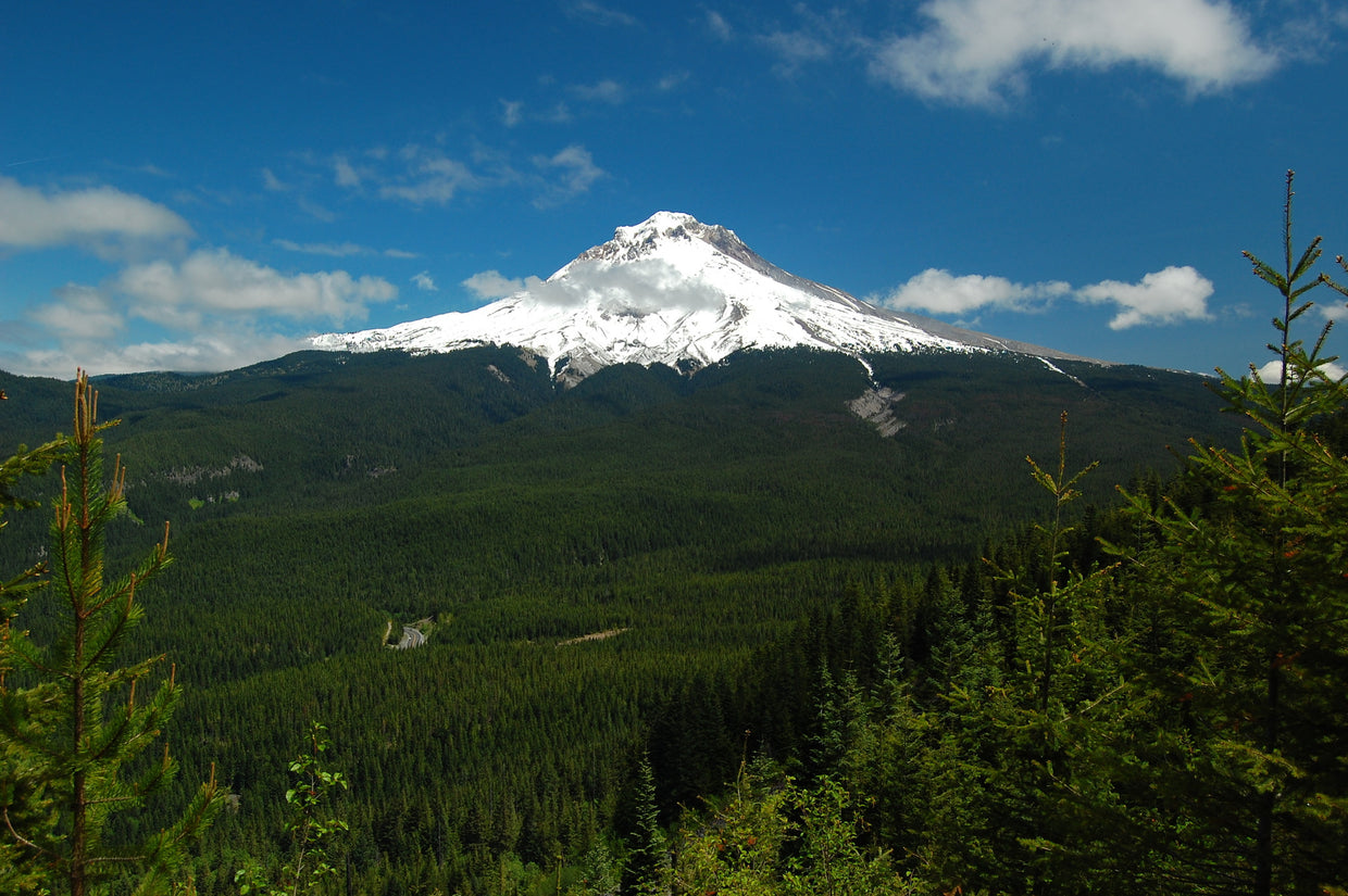 Forest Friends Tree Gift - A Living Tribute | A Living Tribute