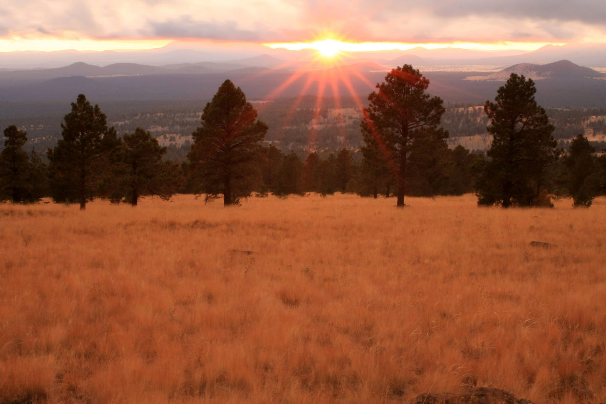 Forest Friends Tree Gift - A Living Tribute | A Living Tribute