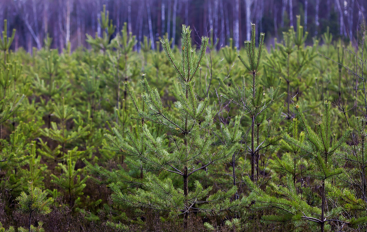 Forest Friends Tree Gift - A Living Tribute | A Living Tribute