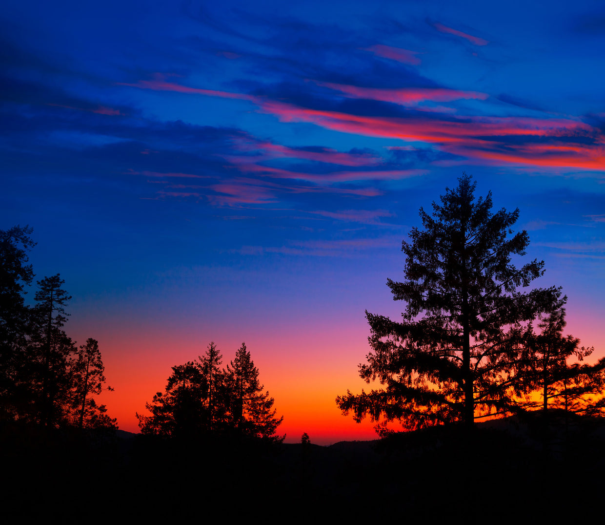 Forest Friends Tree Gift - A Living Tribute | A Living Tribute