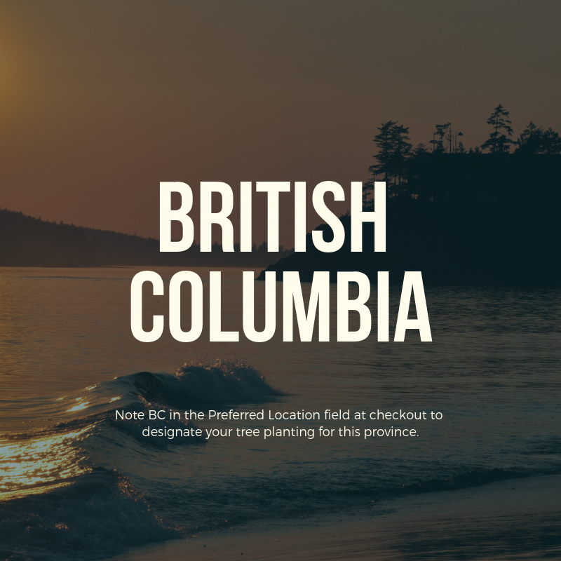Plant a Tree in Canada with Personalized E-Certificate | A Living Tribute