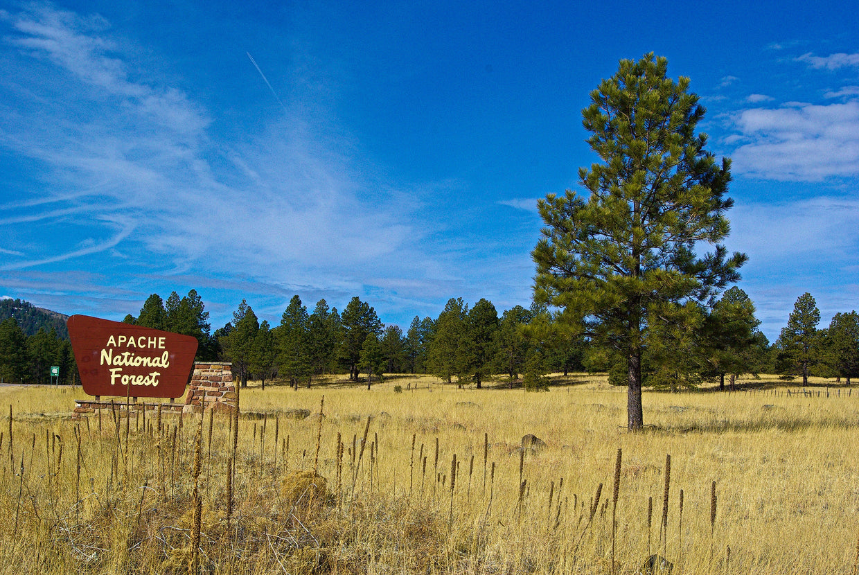 Forest Friends Tree Gift - A Living Tribute | A Living Tribute