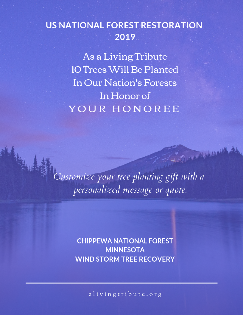 Plant a Tree Gift with Deluxe Glass Display Frame | A Living Tribute