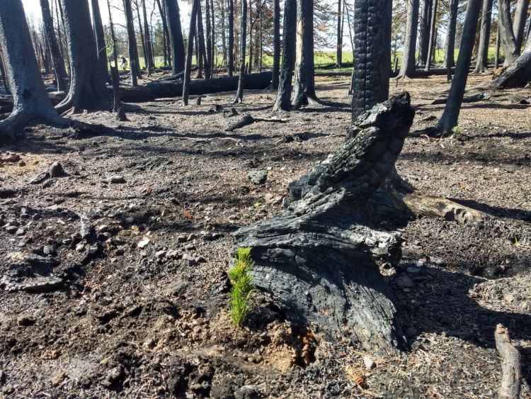 Forest Friends Tree Gift - A Living Tribute | A Living Tribute