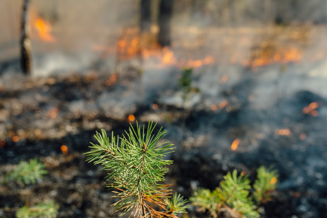 Plant a Tree for Someone in New Mexico - Memorial & Tribute Trees | A ...