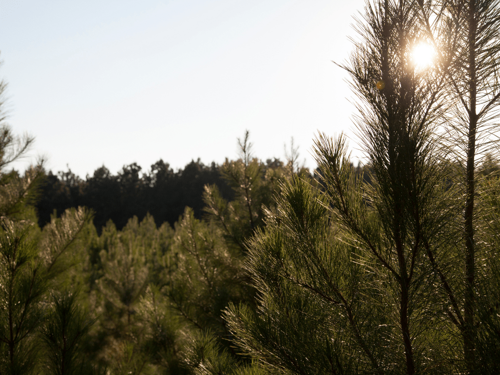 Plant a Tree in Honor of Someone - A Living Tribute Tree Gift | A ...