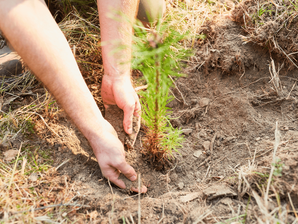 Plant a Tree in Honor of Someone - A Living Tribute Tree Gift | A ...