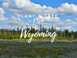 Plant a Tree for Someone in Wyoming - Memorial & Tribute Trees | A ...