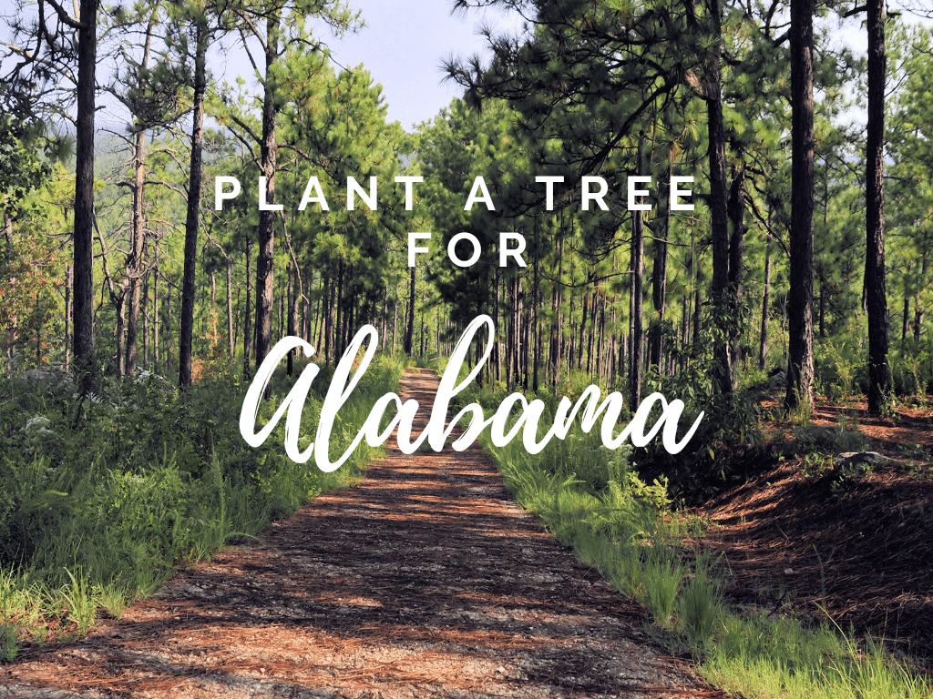 Plant a Tree for Someone in Alabama - Memorial & Tribute Trees | A ...