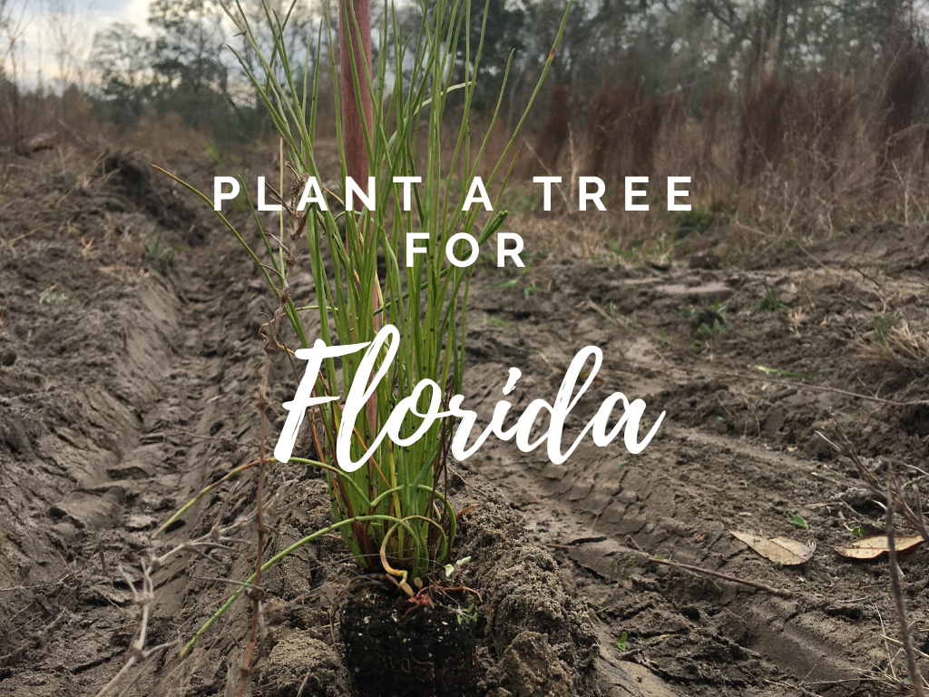 Plant-a-Tree Gift - Restore a State Forest or Community in Need | A ...
