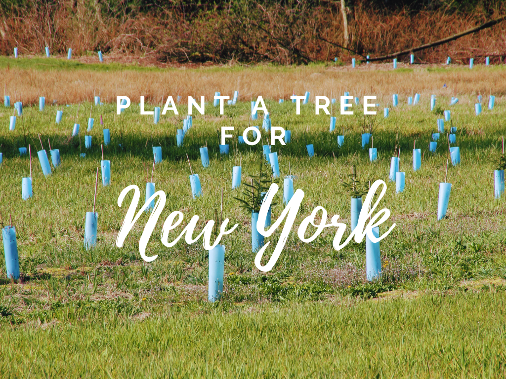 Plant-a-Tree Gift - Restore a State Forest or Community in Need | A ...