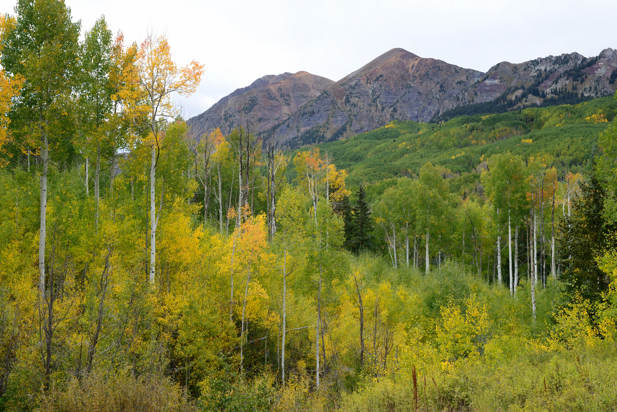 Plant a Tree for Someone in Colorado - Colorado Memorial Trees | A ...