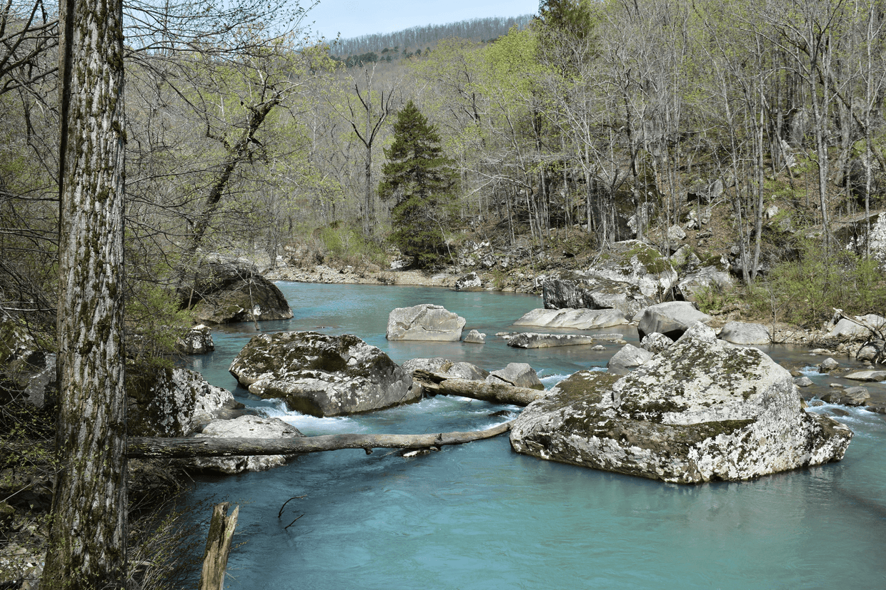 Plant a Tree for Someone in Arkansas - Memorial & Tribute Trees | A ...